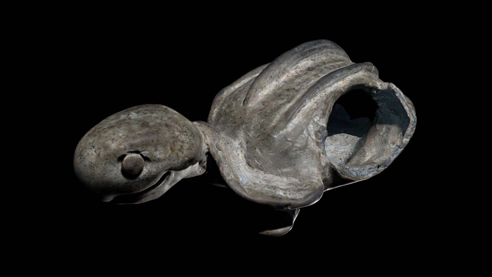 COL: Turtle SMK 50060 - 3D model by Text Database and Dictionary of ...