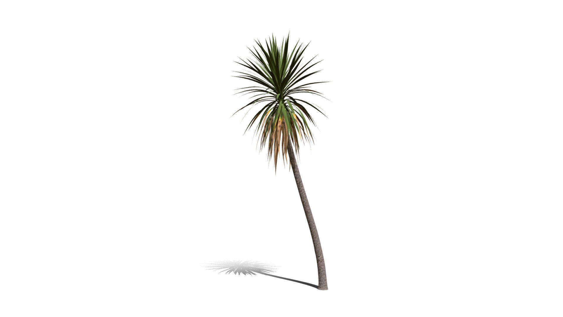 Realistic HD Cabbage tree (22/50) - Download Free 3D model by ...