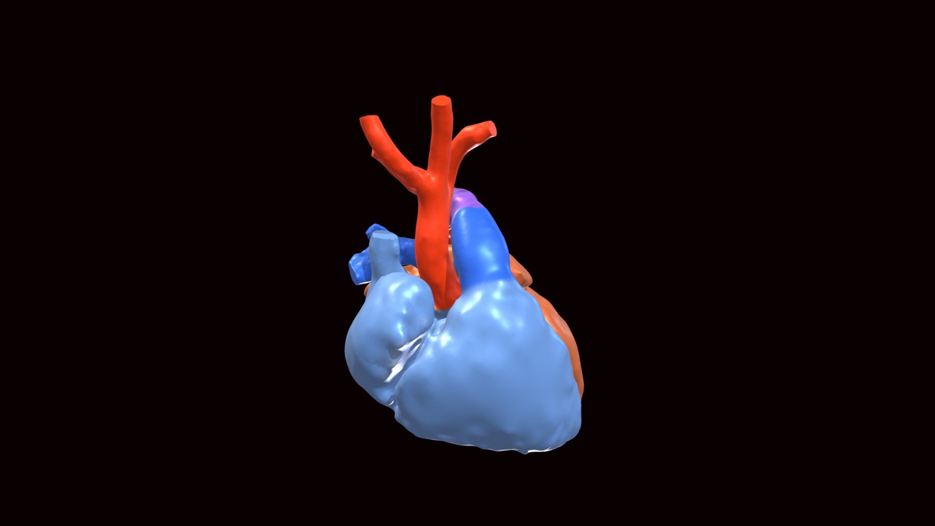 Hemitruncus colored - 3D model by kmaghrabi [6b1cc0e] - Sketchfab