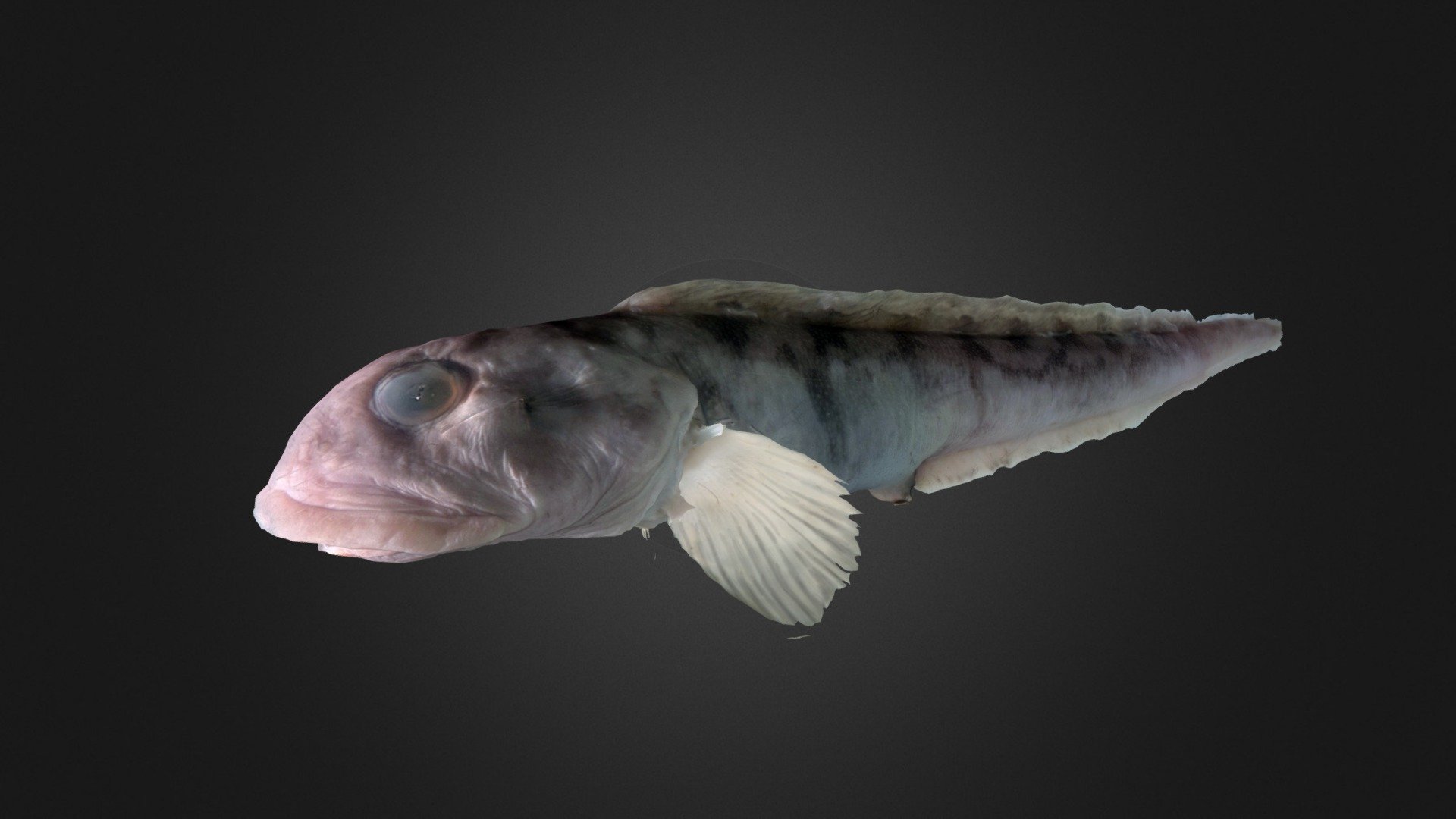 Ocean pout - 3D model by Amy Scott-Murray (@amyscottmurray) [6b22abc ...