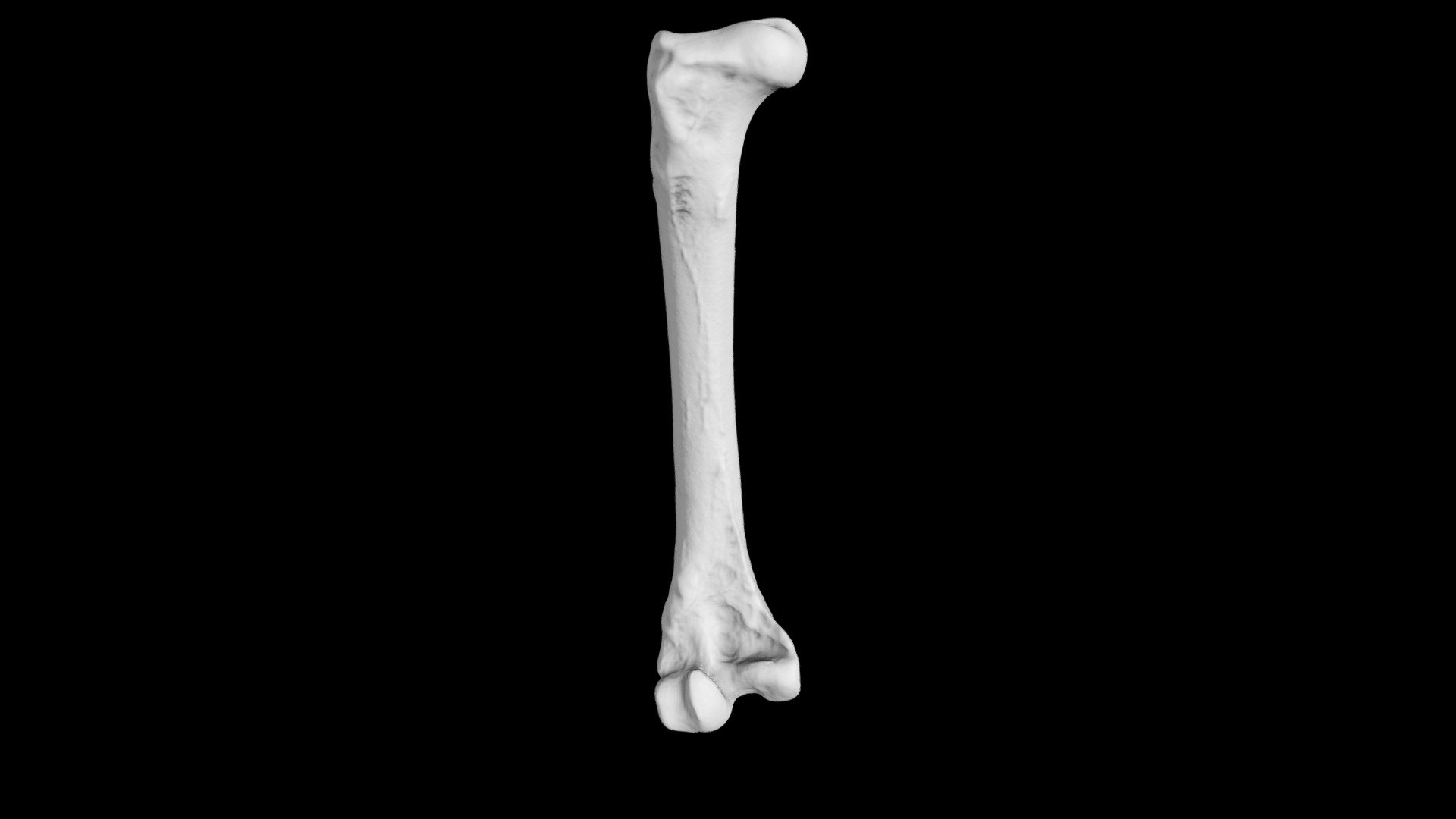 Toroa (Diomedea epomophora) femur - 3D model by Auckland Museum ...