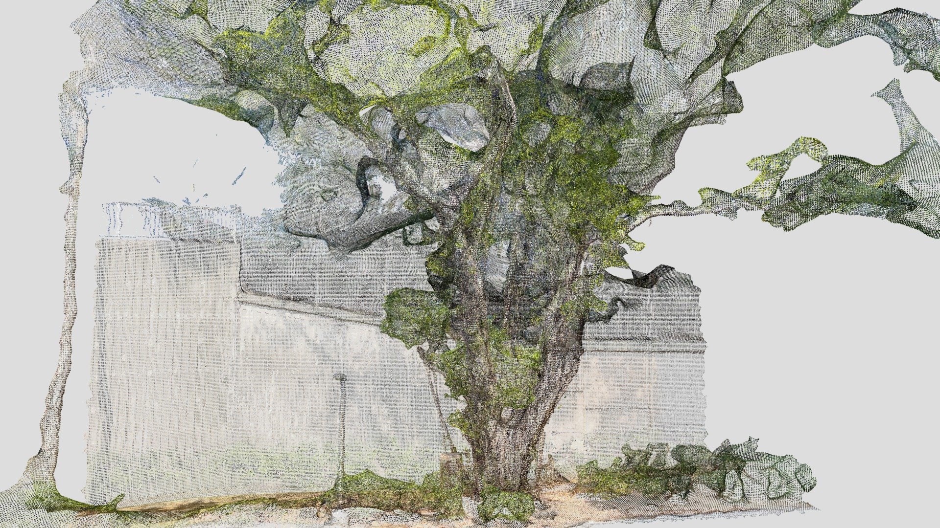 Ficus Microcarpa With Multi Streams Point Cloud Download Free 3d Model By Yu Kai Him Otto