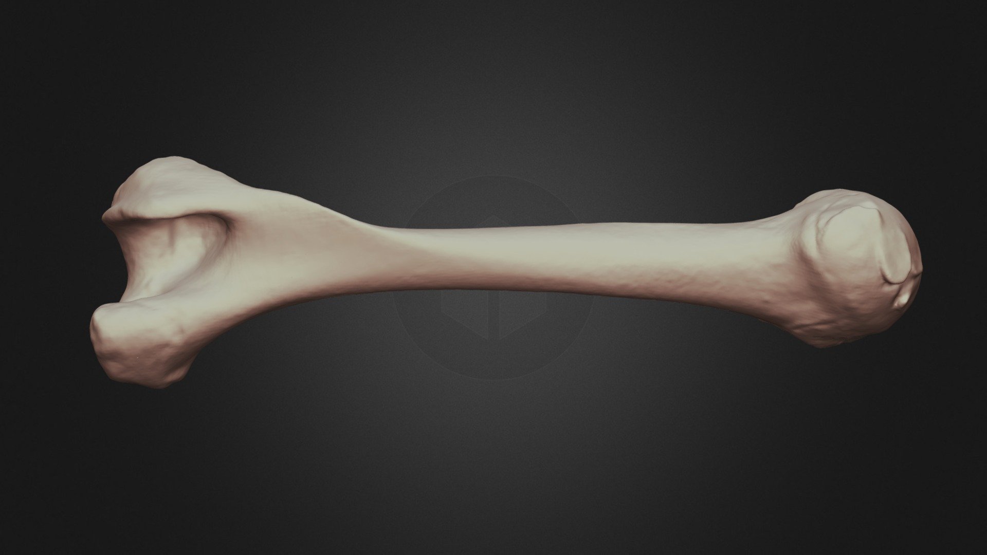 Ursus americanus (Black Bear) Left Humerus - 3D model by Lakehead ...