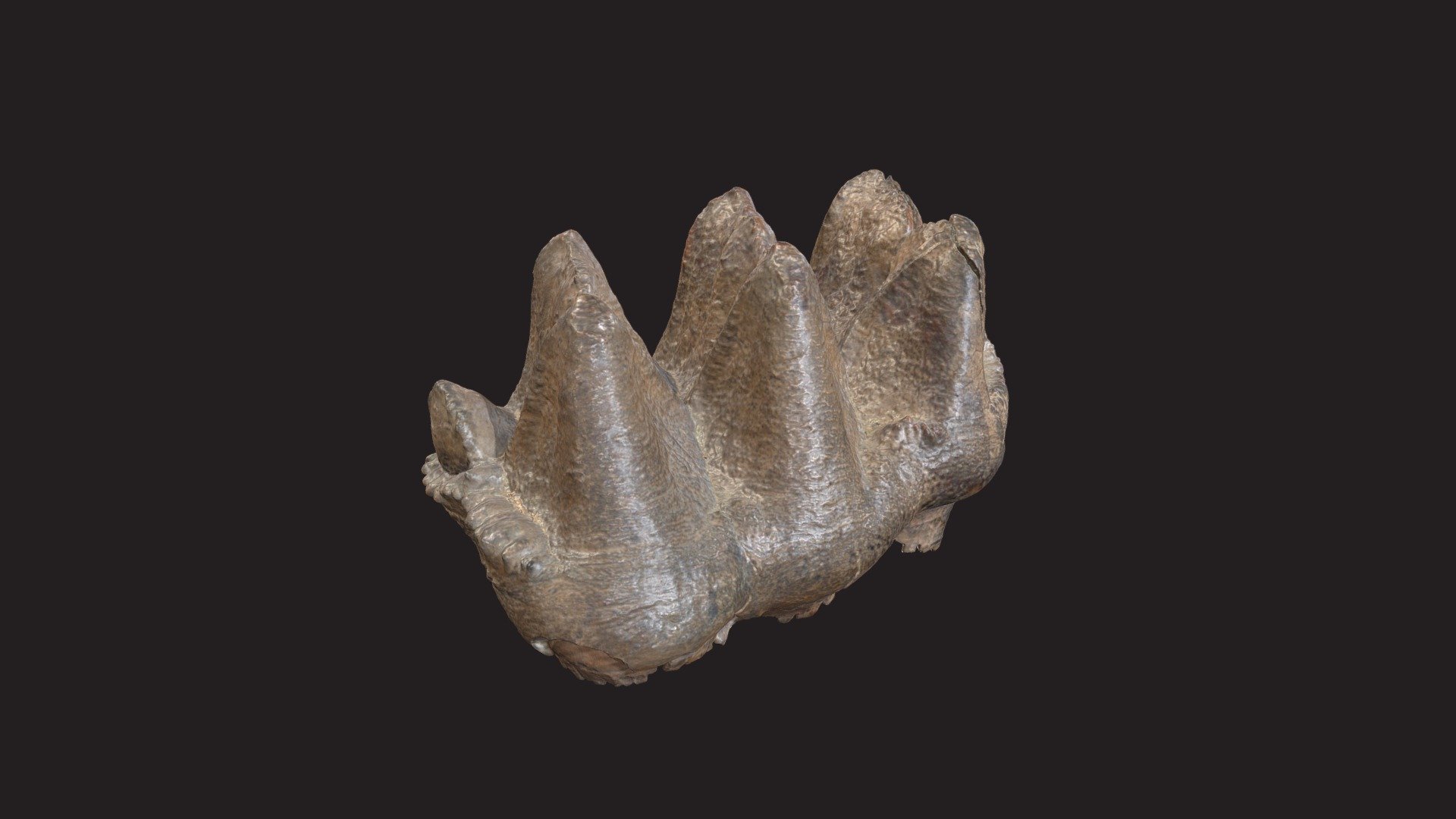 CMNH 10067, American mastodon milk tooth - 3D model by Cleveland Museum ...