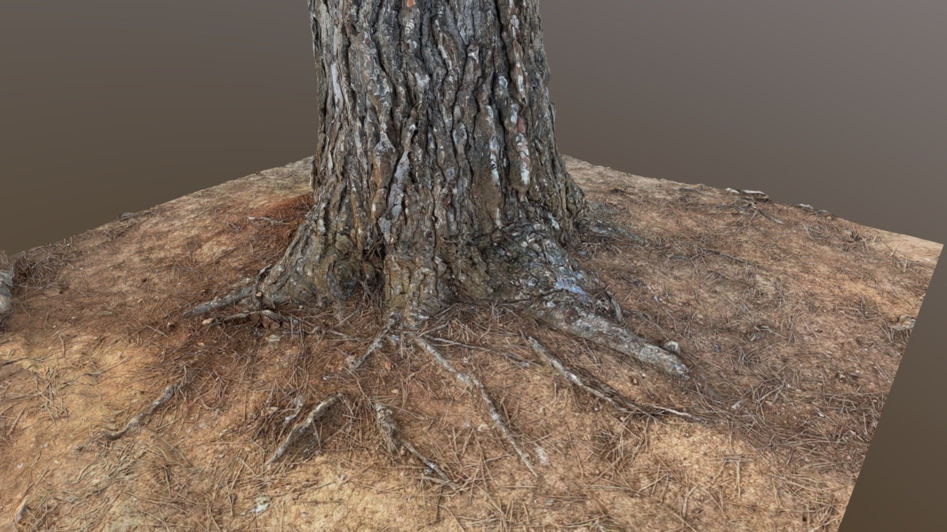 Tree trunk bark texture study - Download Free 3D model by leeprobert ...
