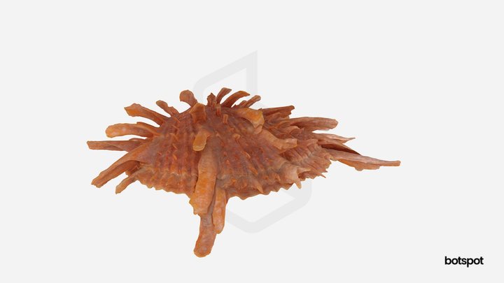 Red-shell 3D models - Sketchfab