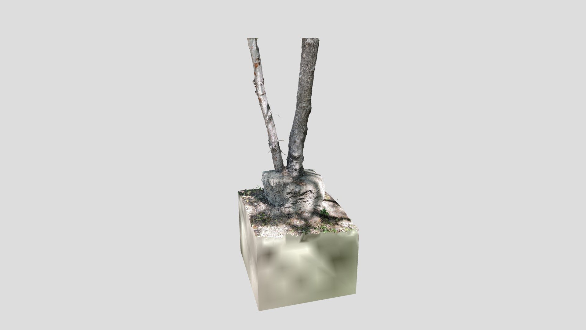 Bifurcated tree stump - Download Free 3D model by garagestudios ...