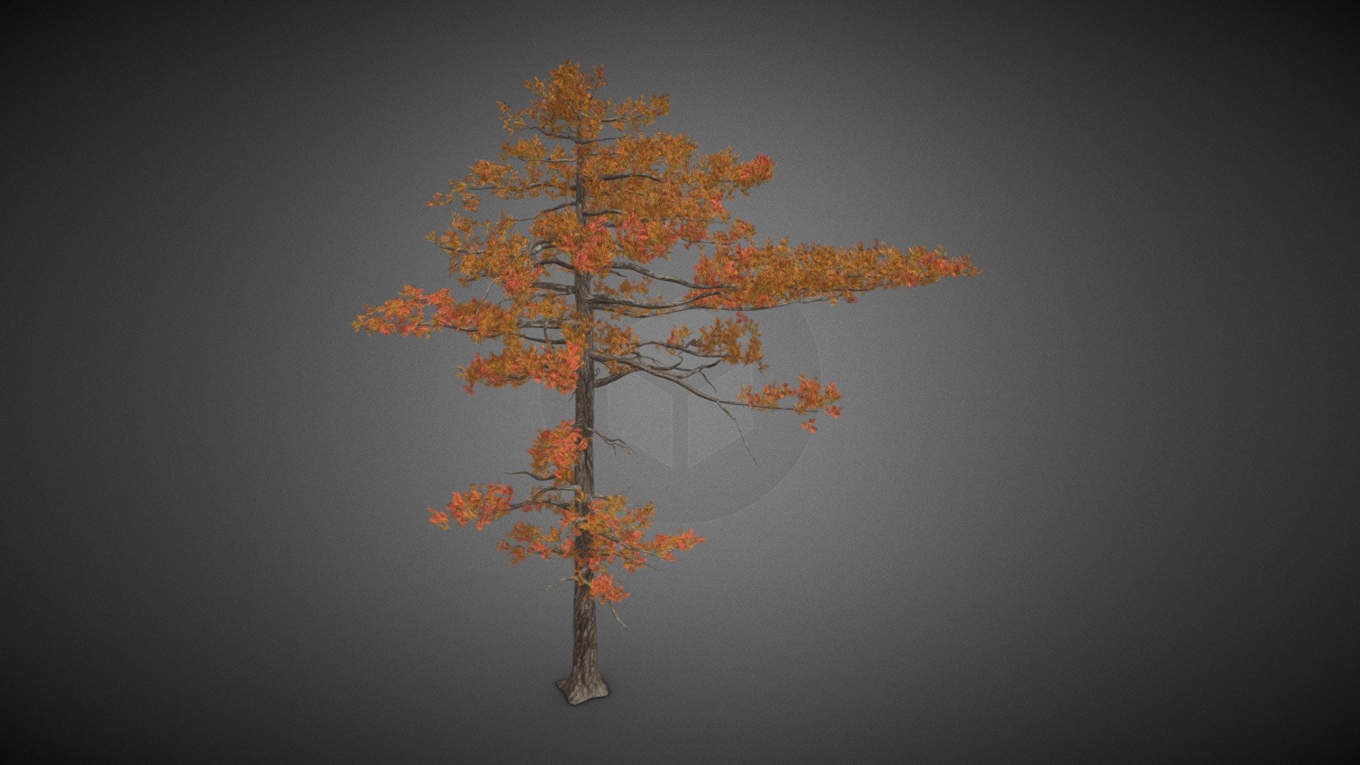 Pine tree Tree - Buy Royalty Free 3D model by misitewang [6b366ec ...