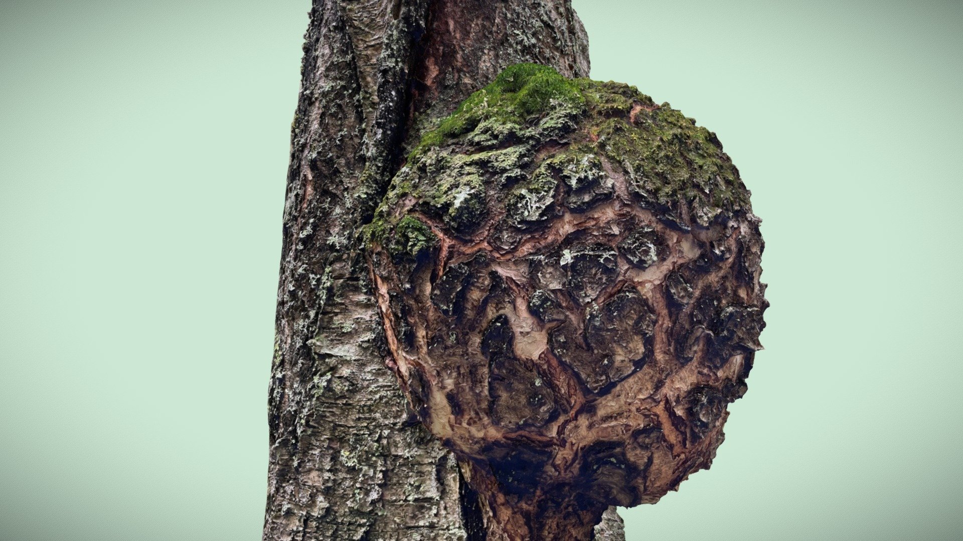A burl on a birch tree - 3D model by PLUPS [6b3744c] - Sketchfab