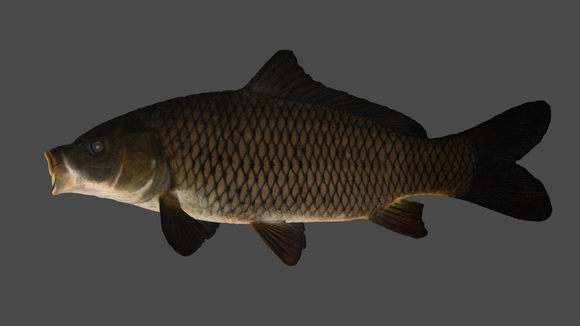 CC0 コイ 🐟 Carp, Cyprinus carpio - Download Free 3D model by ffish.asia ...