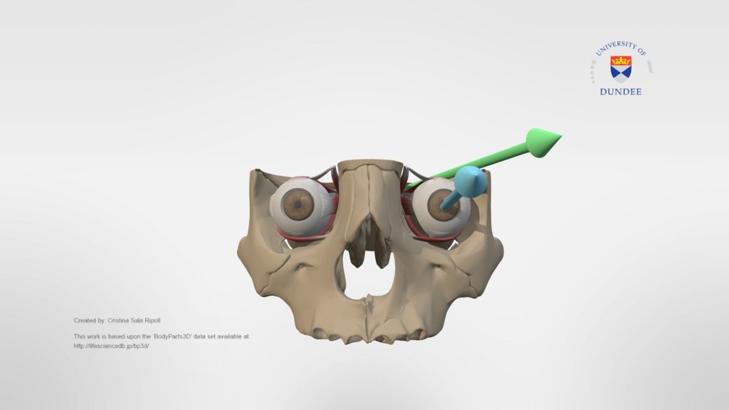 Axes of the eye and orbit - 3D model by University of Dundee, CAHID ...