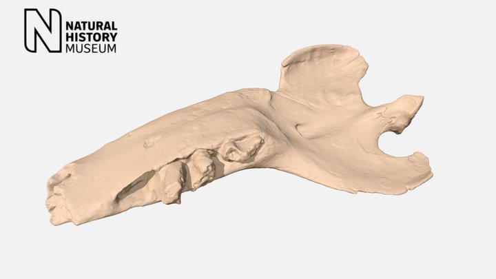 Scelidotherium 3D models - Sketchfab