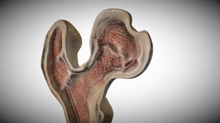 Skeletal-system 3D models - Sketchfab