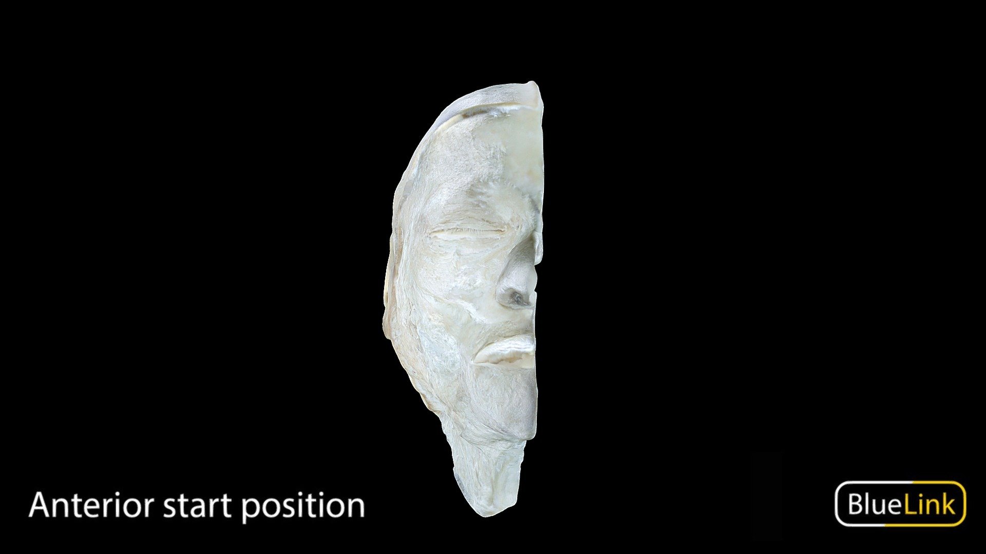 Head and Neck Hemisected Right - 3D model by Bluelink Anatomy ...