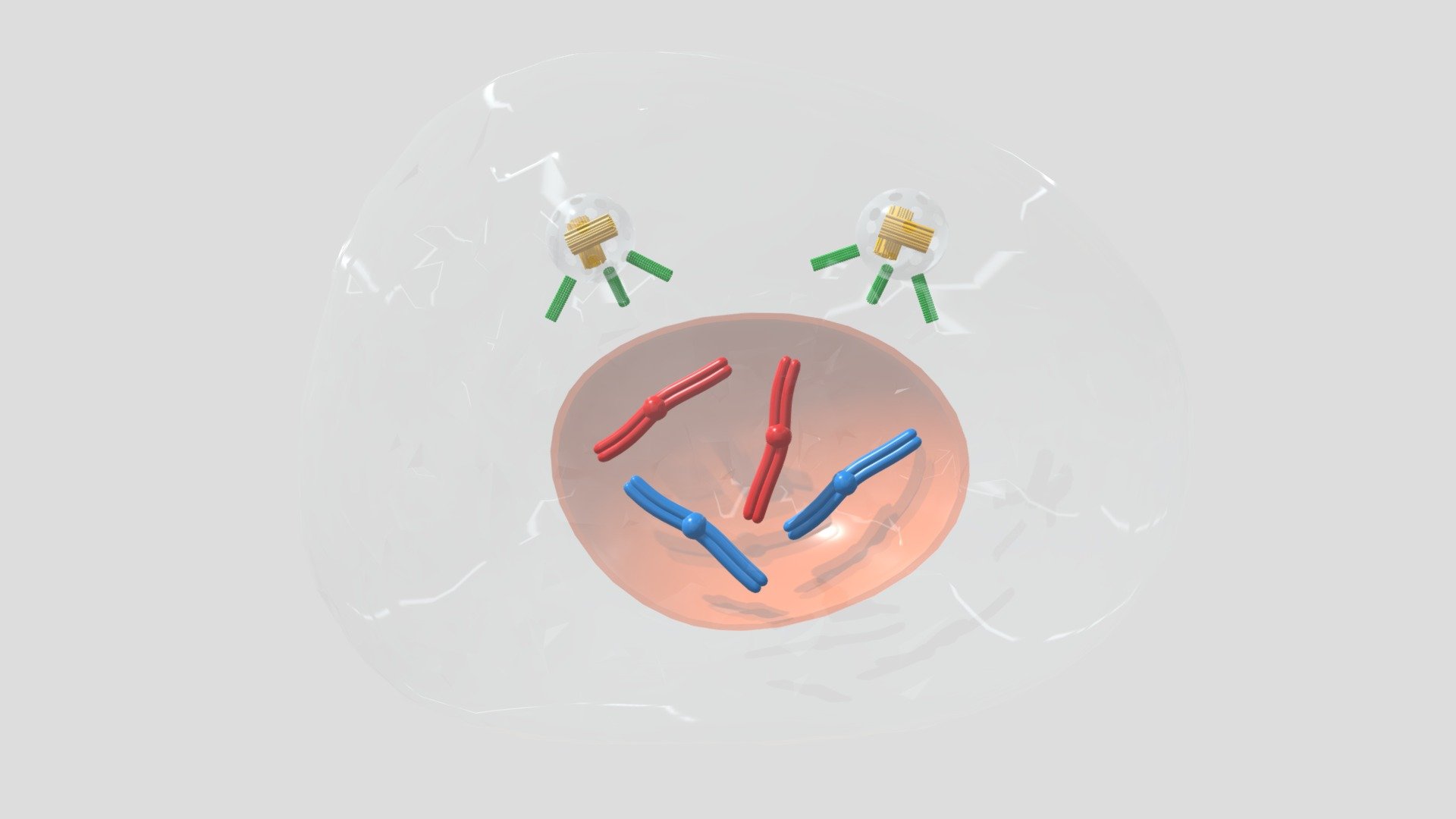 Cell Division 11 Meiosis I Prophase I Leptotene - 3D model by Júlio ...