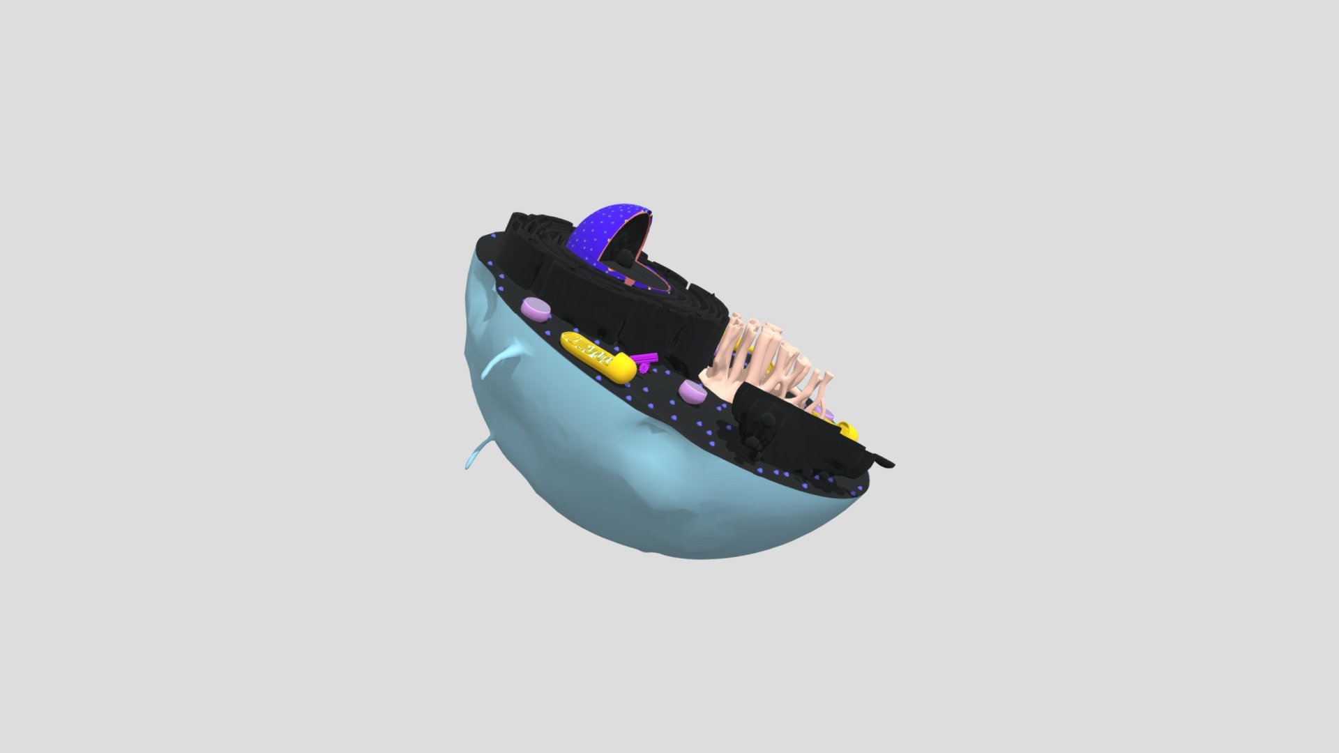 Celula_animal - 3D model by lolisgtzrdz [6b54595] - Sketchfab