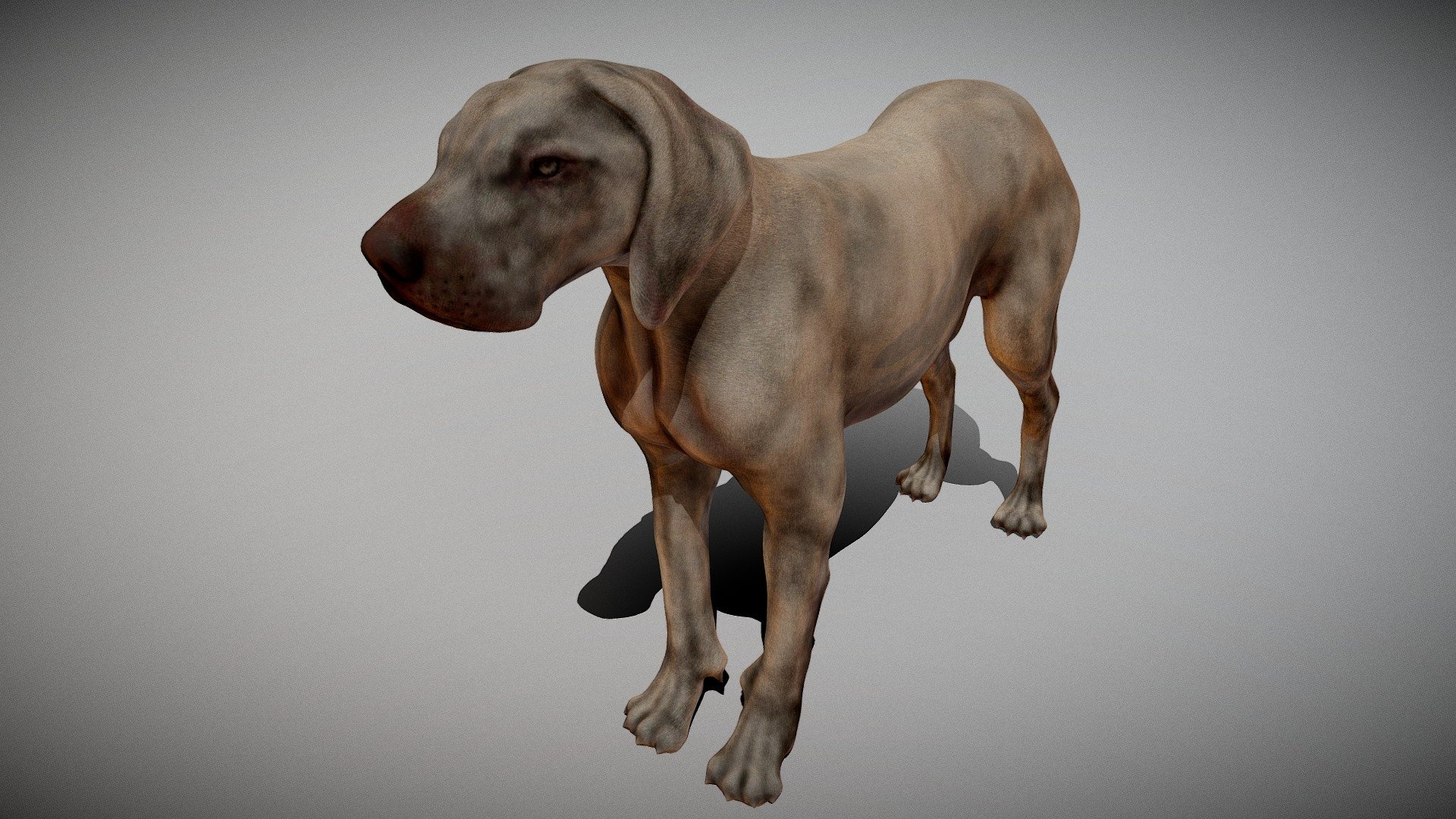 Dog anatomy - Interactive on vakexpert.nl/dog - 3D model by Vak.Expert ...