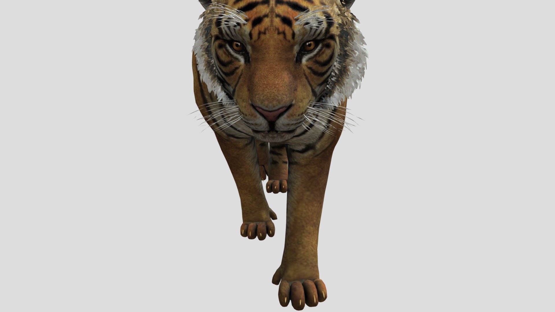 Tiger rebuilt - Download Free 3D model by kenchoo [6b5d14b] - Sketchfab