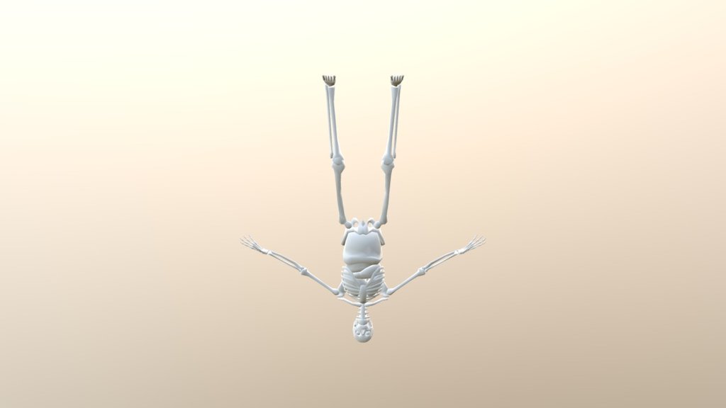 Zwvrcdyyhl-internal Skeleton - Download Free 3D model by Juri Arteev ...