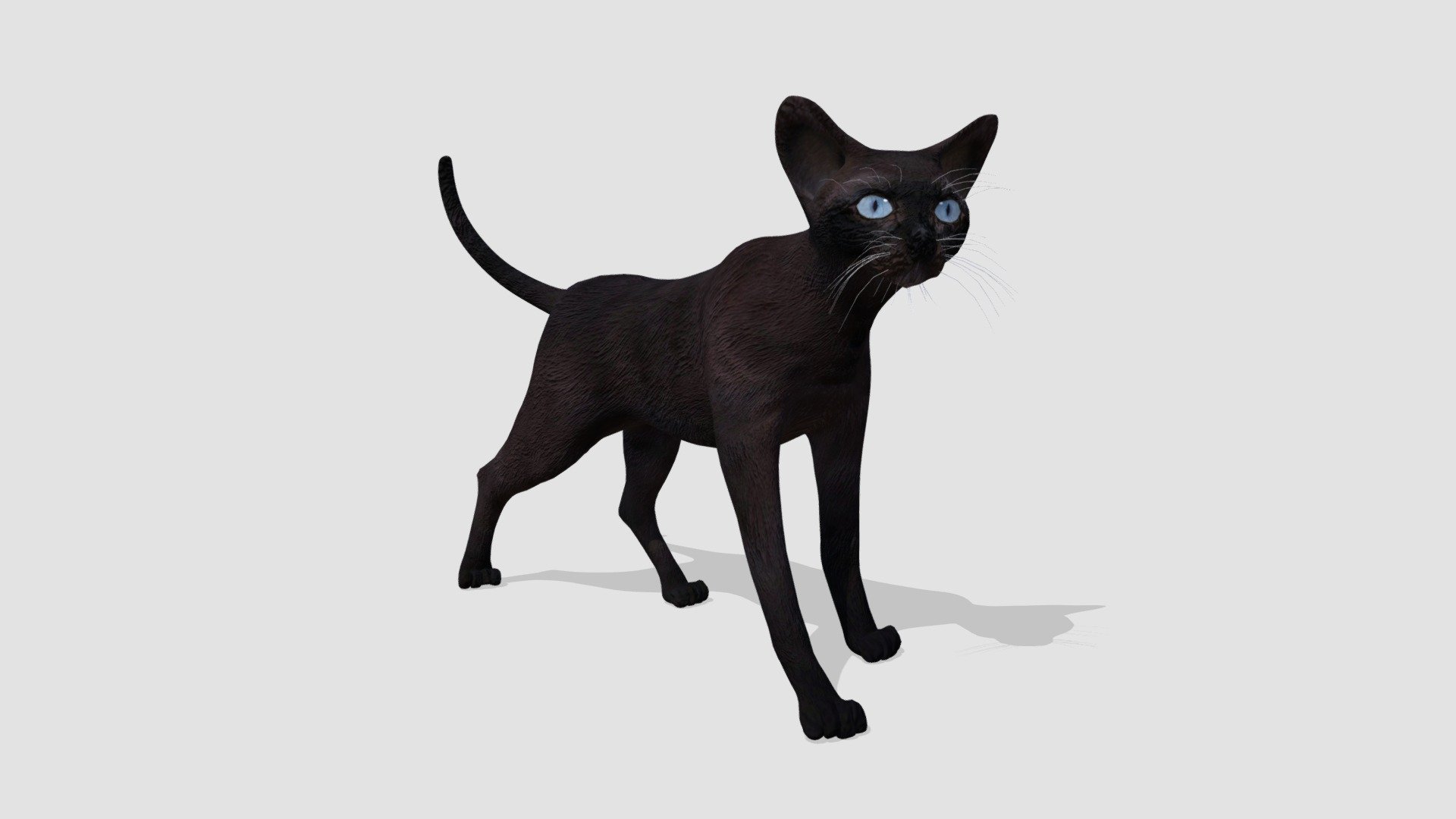 cat - Buy Royalty Free 3D model by Evermotion [6b61ac1] - Sketchfab Store