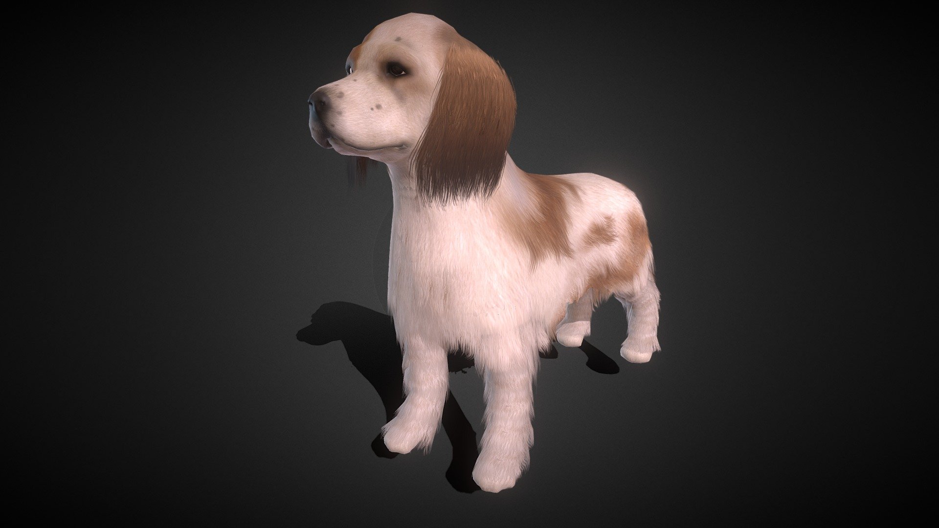 Cocker Spaniel Small Dog - Buy Royalty Free 3D model by animod [6b66274 ...