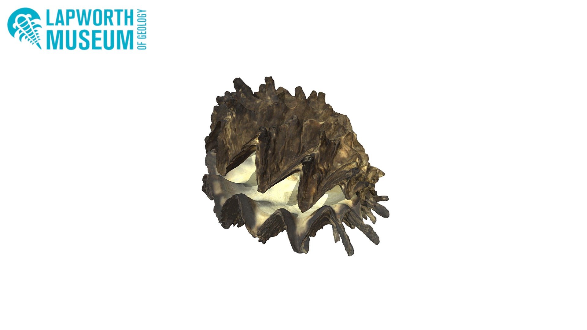 Honeycomb oyster (Hyotissa hyotis) BIRUG 19250 - Download Free 3D model ...