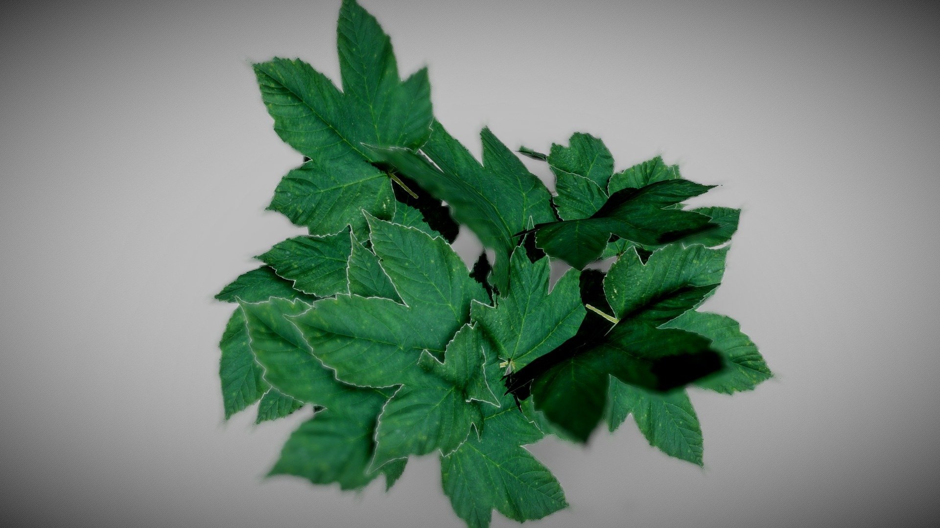 leaves - 3D model by Marius.Radoi [6b6d231] - Sketchfab