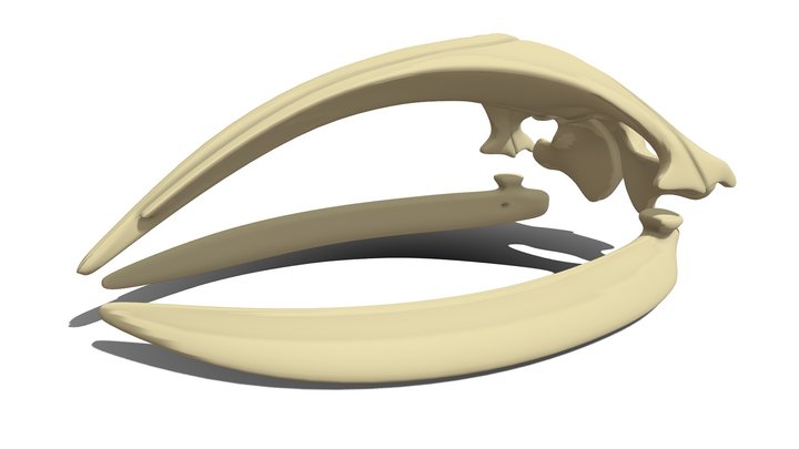 Bowhead 3D models - Sketchfab