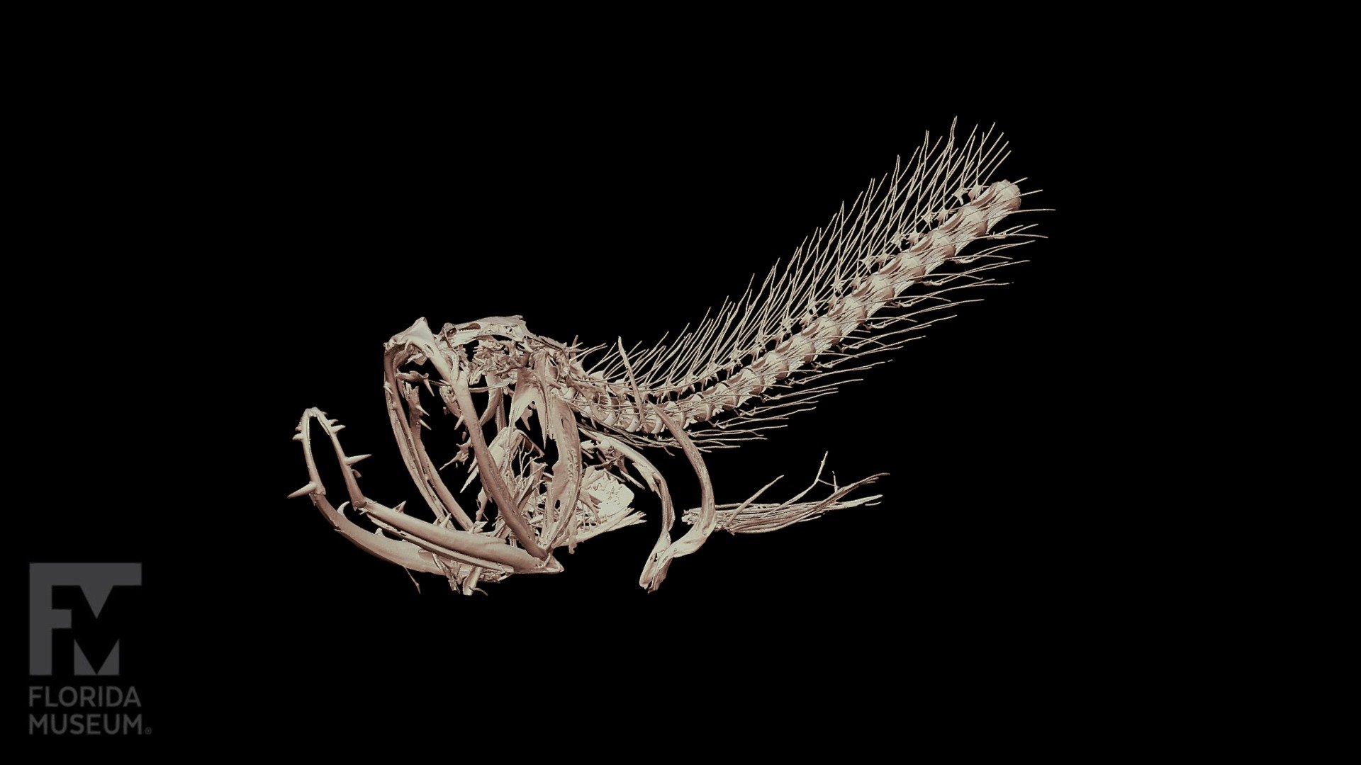 Boa dragonfish - Marine fish - 3D model by FloridaMuseum [6b766cf ...