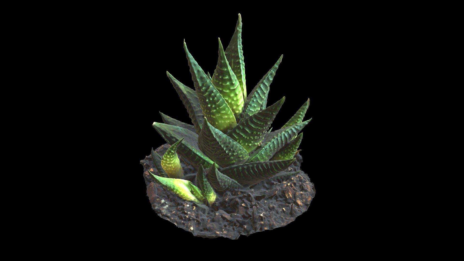 Succulent - 3D model by signe_aspengren (@signeaspengren) [6b84121] - Sketchfab