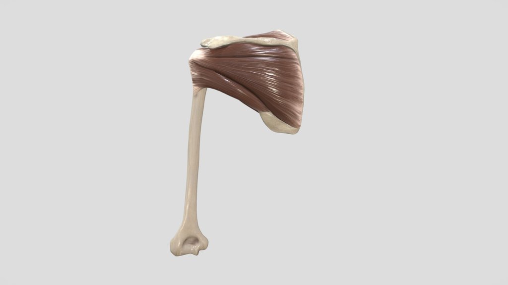 shoulder - A 3D model collection by MarziA - Sketchfab