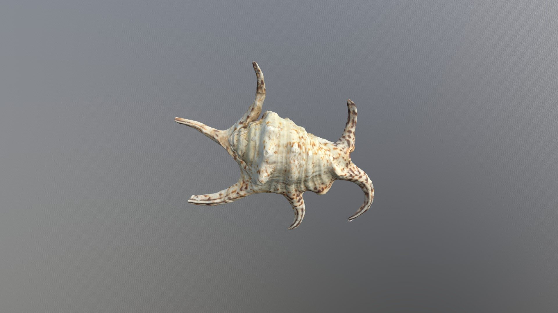Seashell - Download Free 3D model by p.paciejewski [6b8ce9f] - Sketchfab