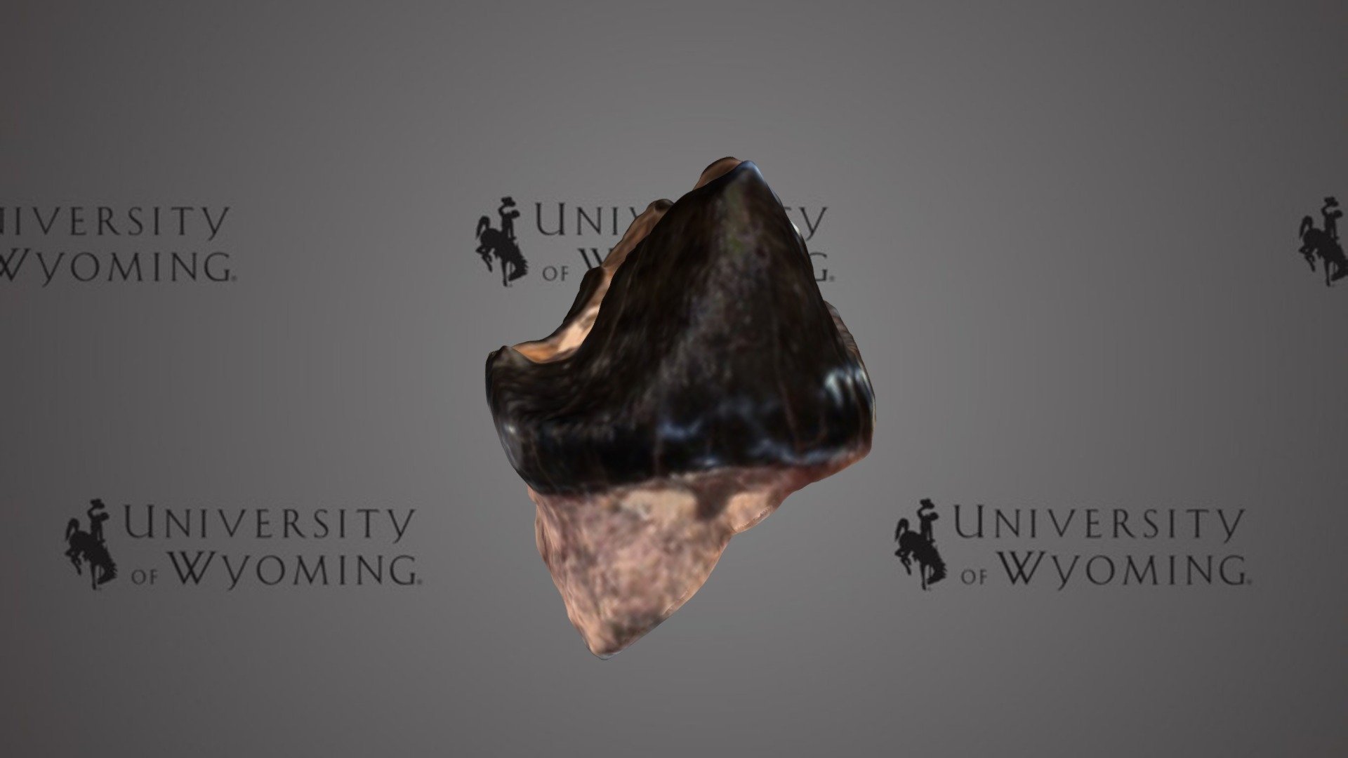 UW 9512 O - Coryphodon sp., Tooth - Download Free 3D model by ...