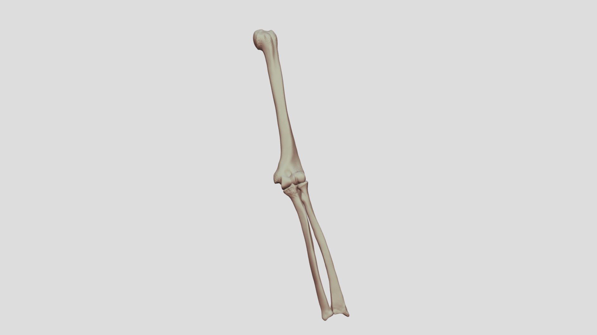 Humerus, Ulna & Radius Left Arm Supine Position - 3D model by Digital ...