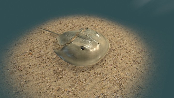 Limule 3D models - Sketchfab
