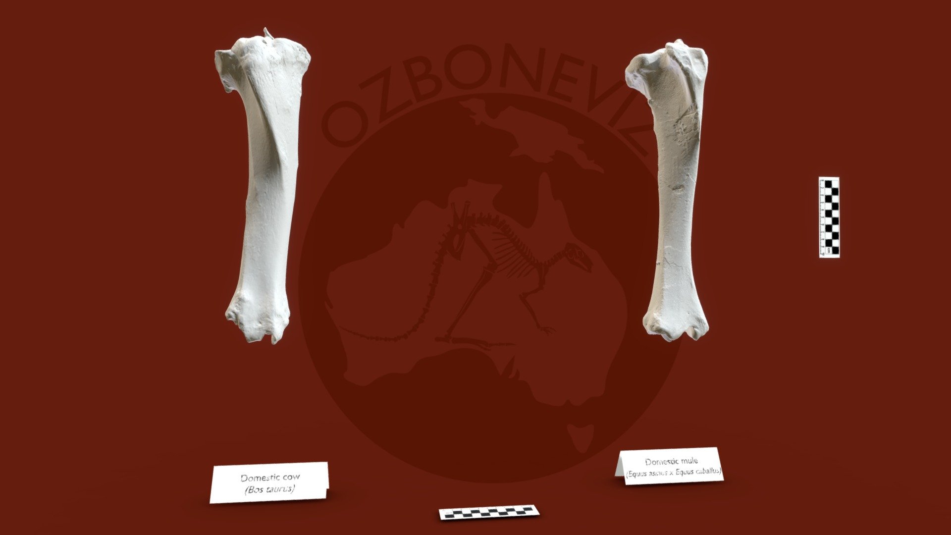 Large mammal tibia - 3D model by Ozboneviz [6b985d6] - Sketchfab