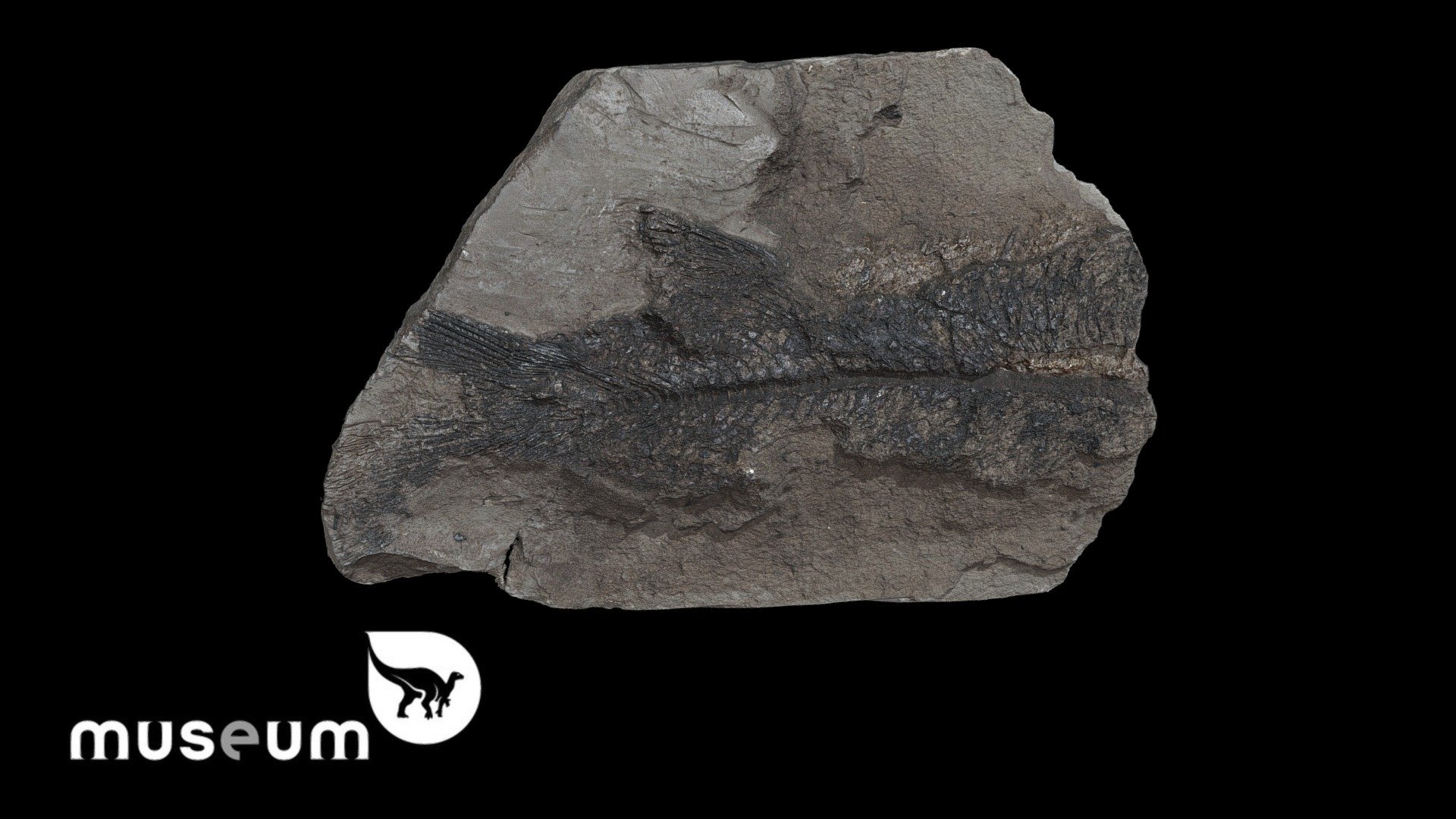 IRSNB P 03389 - Aethalionopsis robustus - 3D model by Royal Belgian ...