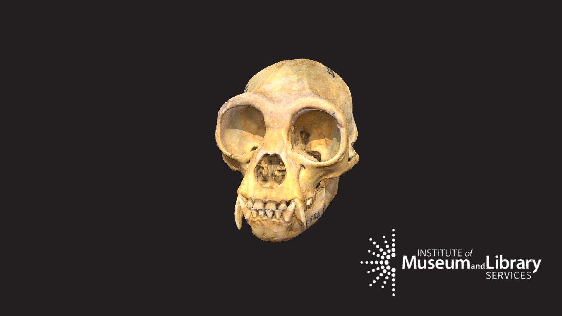 HTB 3885, Lar Gibbon Skull - 3D model by Cleveland Museum of Natural ...