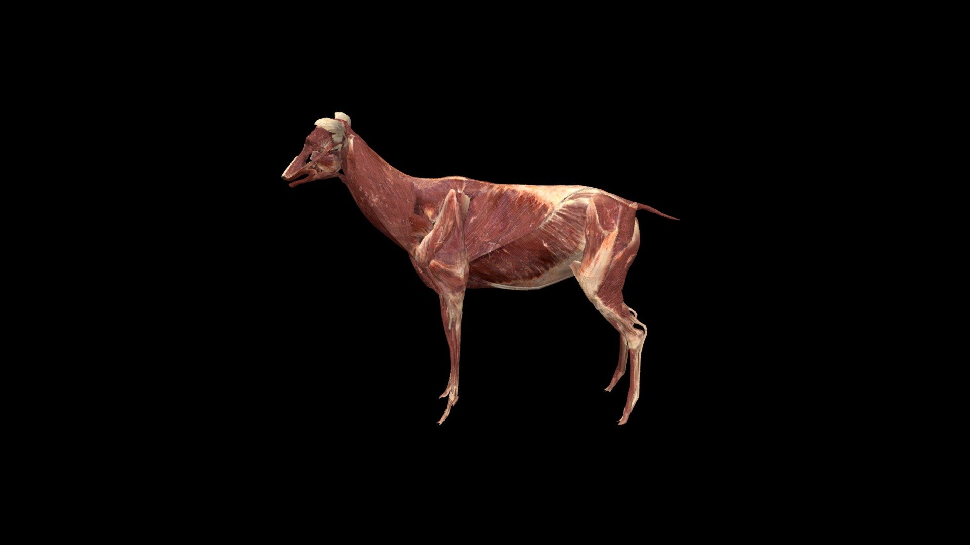 Deer_Anatomy_Muscle - 3D model by jdb56 [6baa97e] - Sketchfab