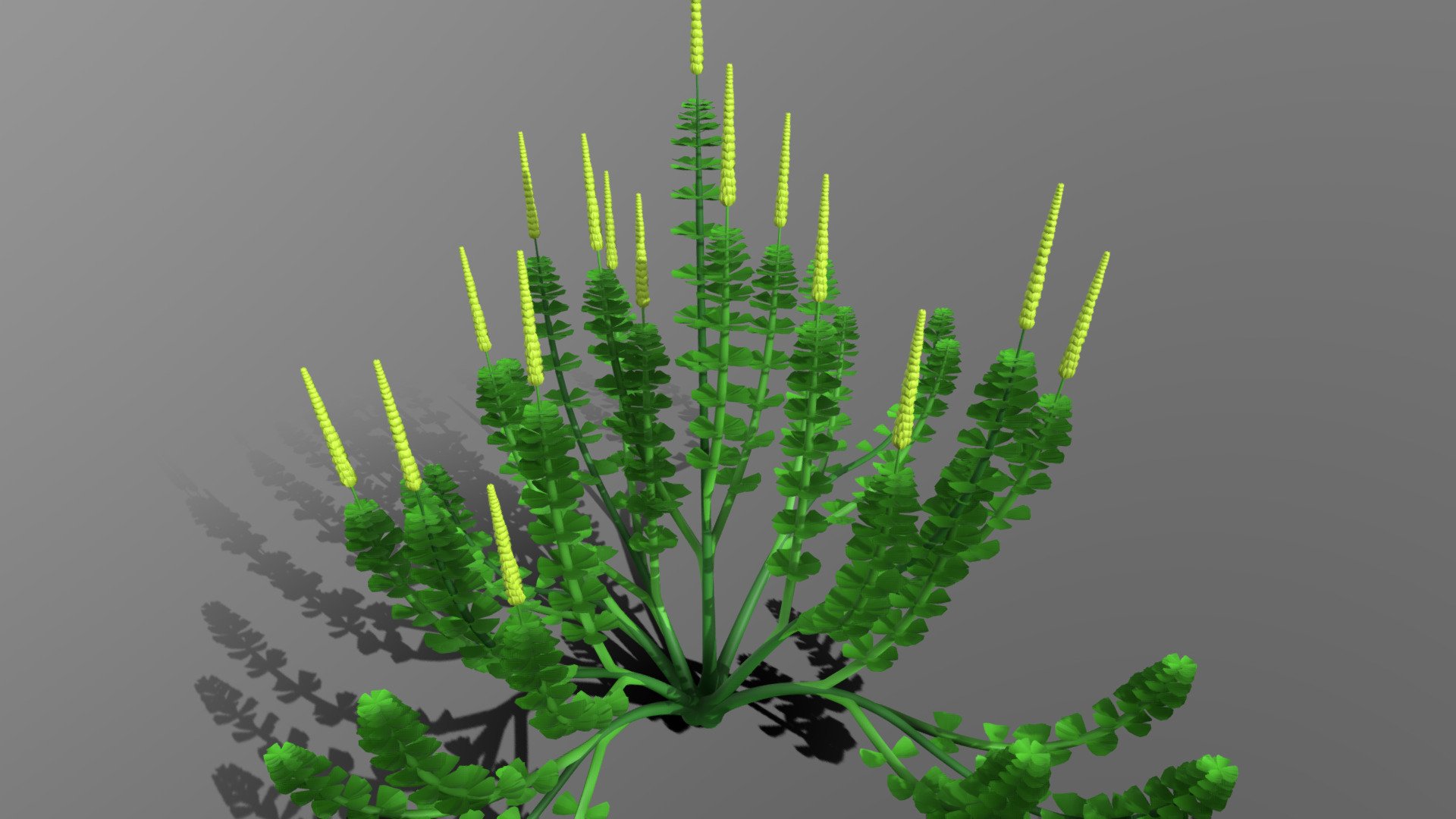 Sphenophyllum - 3D model by Paleobiome [6bbdccf] - Sketchfab