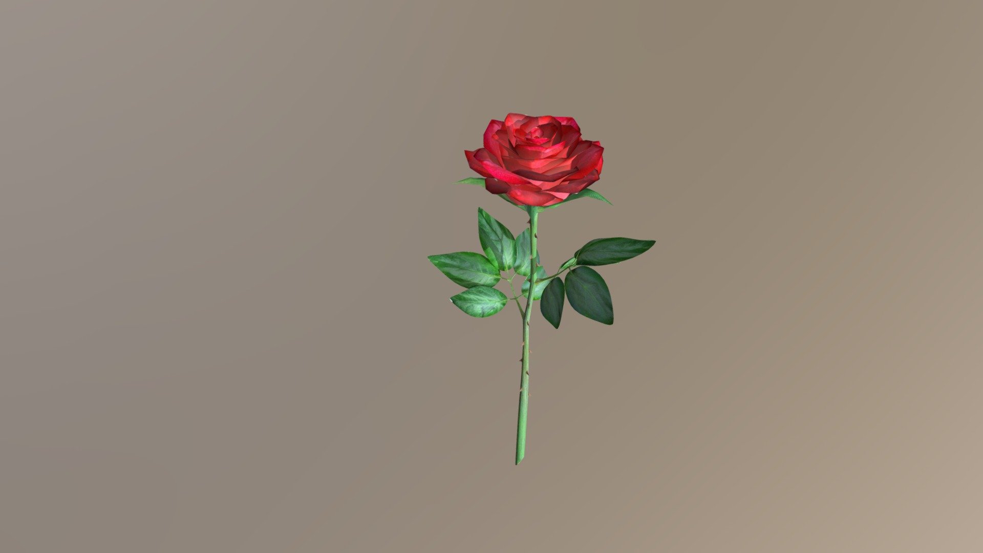 Rose - 3D model by Malte Stehr (@maltestehr) [6bbe0d7] - Sketchfab