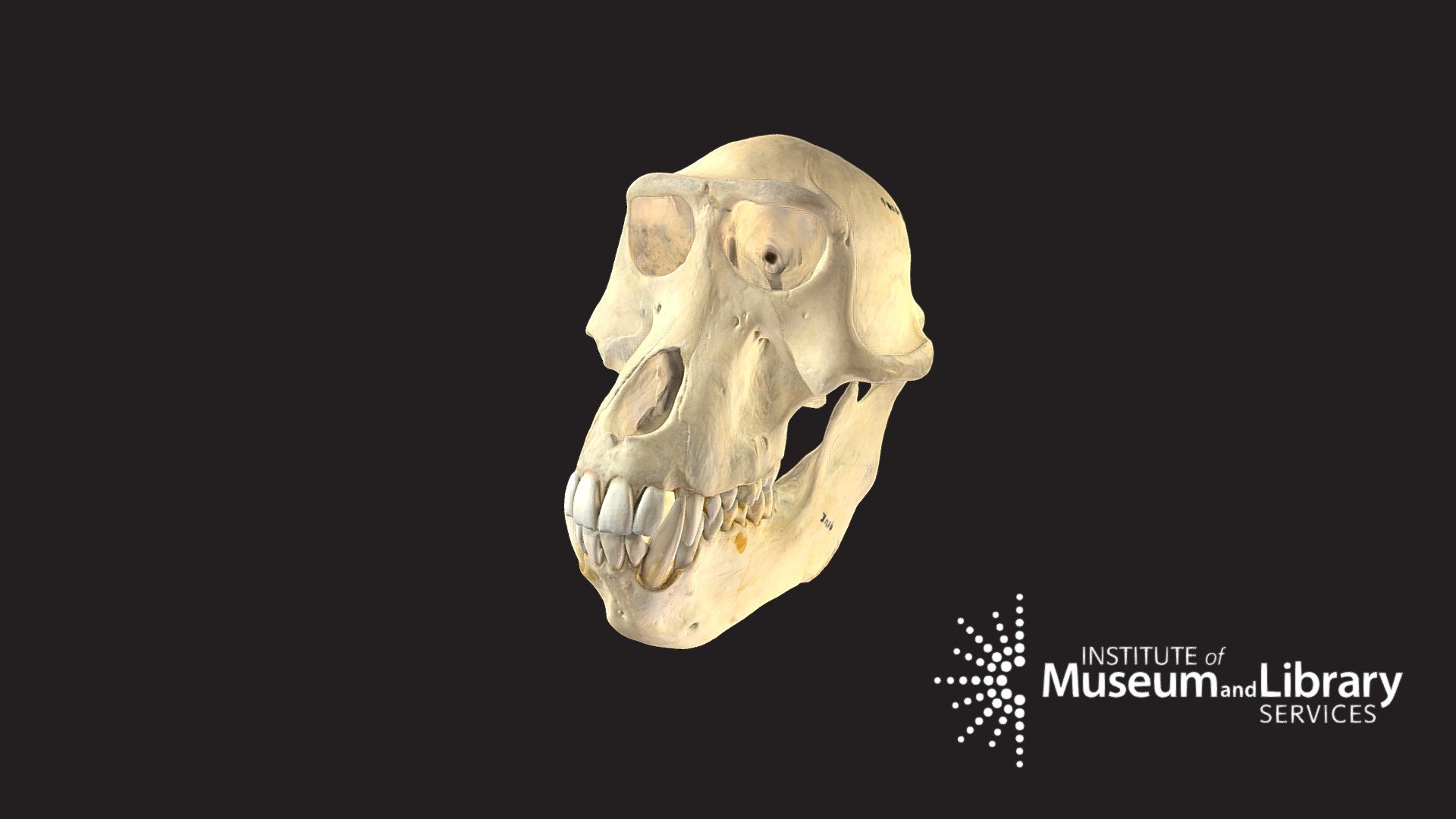 HTB 1206, Gelada Skull - 3D model by Cleveland Museum of Natural ...