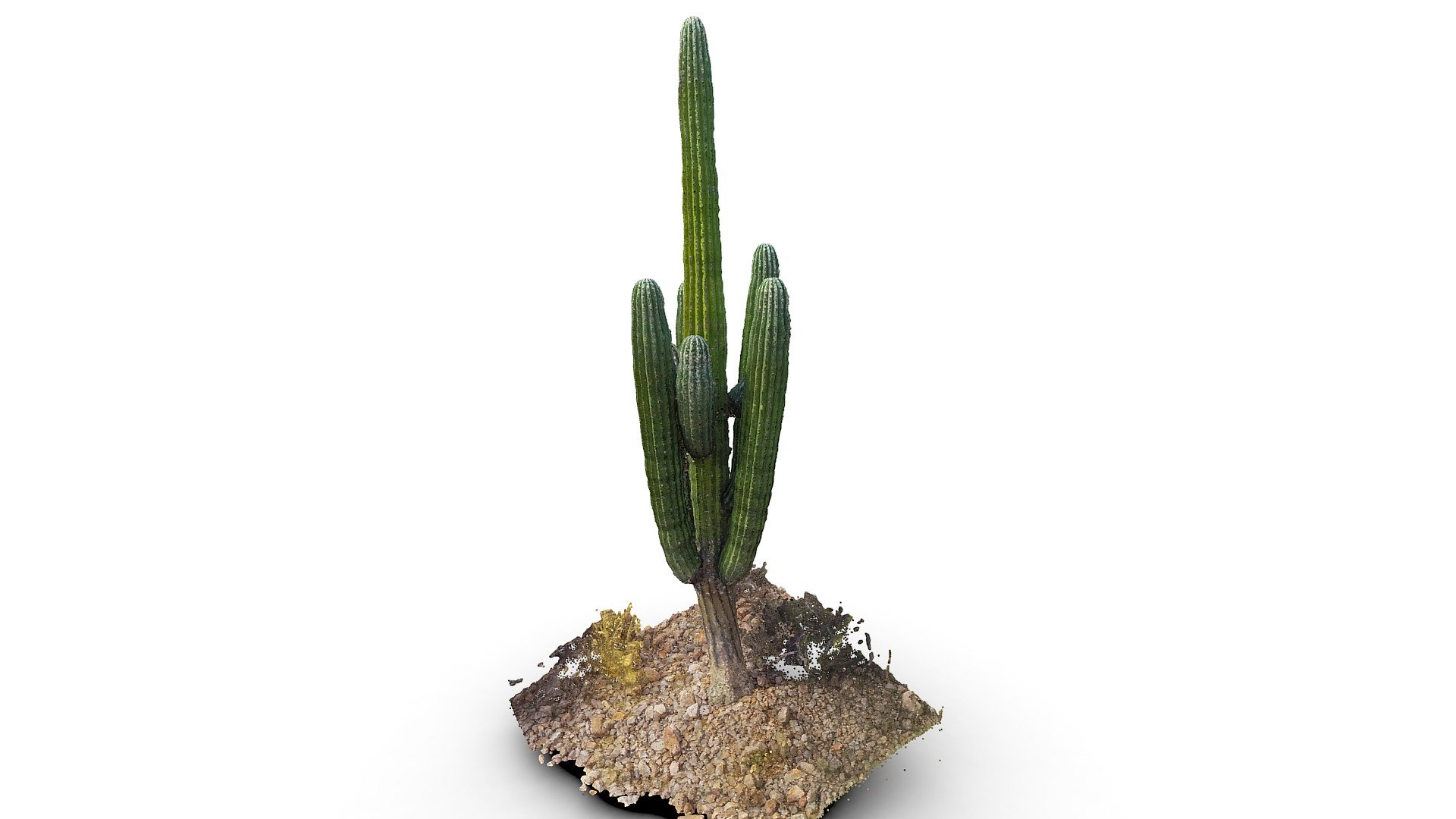 Giant Saguaro scan - 3D model by PROAX - Digitize reality (@proax ...