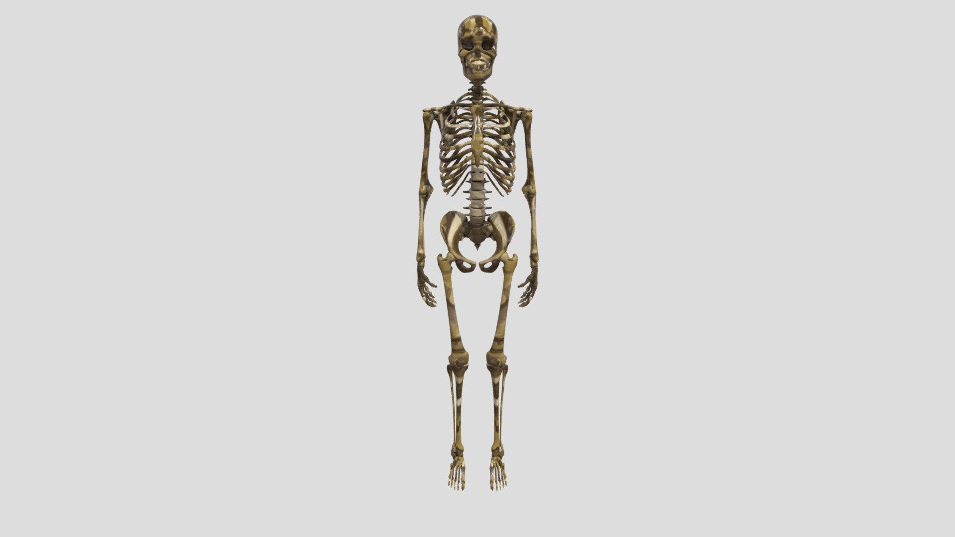 human-skeleton-high-detailed - 3D model by Tatiana (@micagom2307 ...