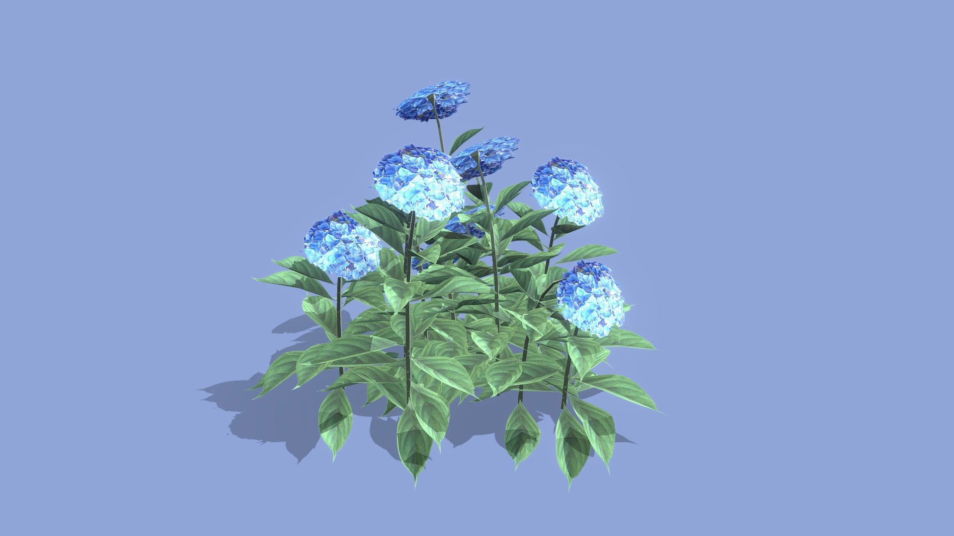 73 Hydrangea Macrophylla - Download Free 3D model by cailenlp [6bd1bfa] - Sketchfab