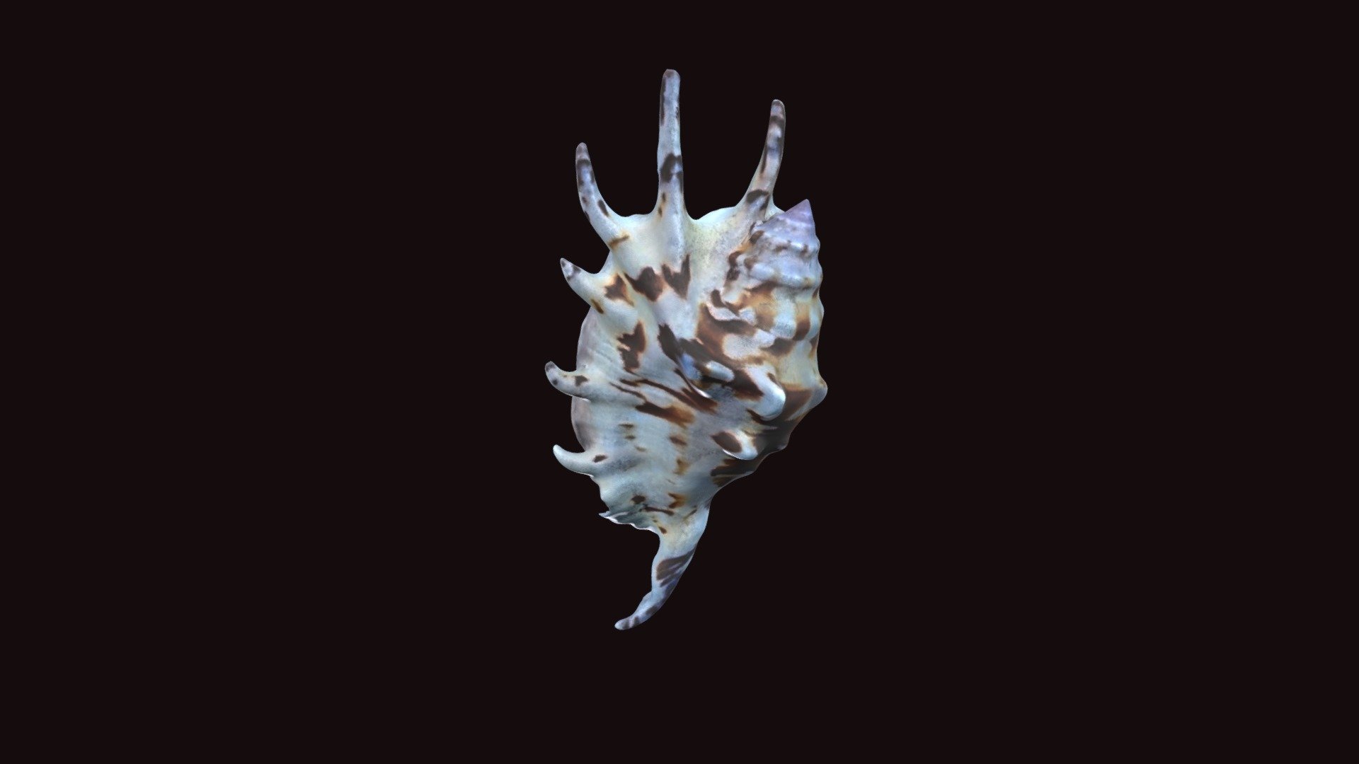 spider conch - Buy Royalty Free 3D model by holgercp [6bd26e2 ...