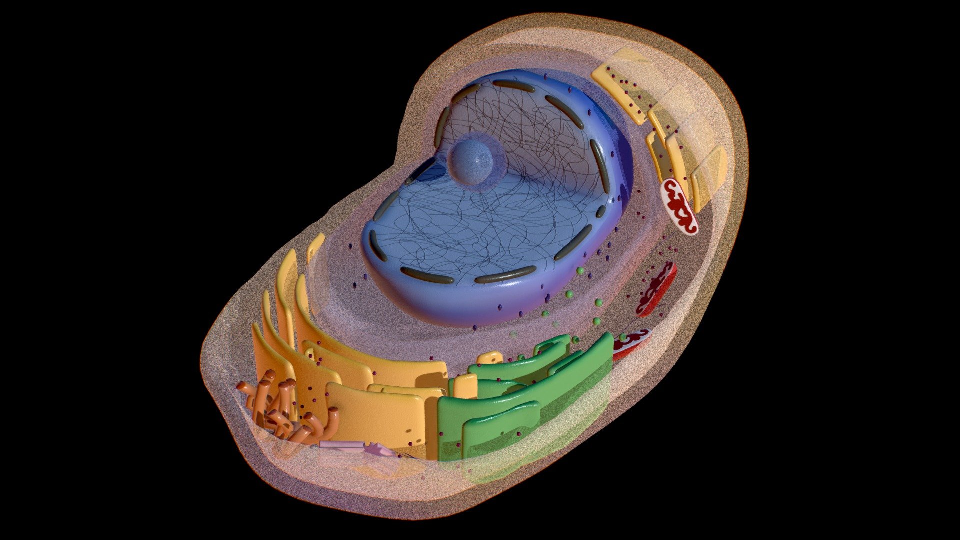 Lysosome - Download Free 3D model by arloopa [6bd2957] - Sketchfab