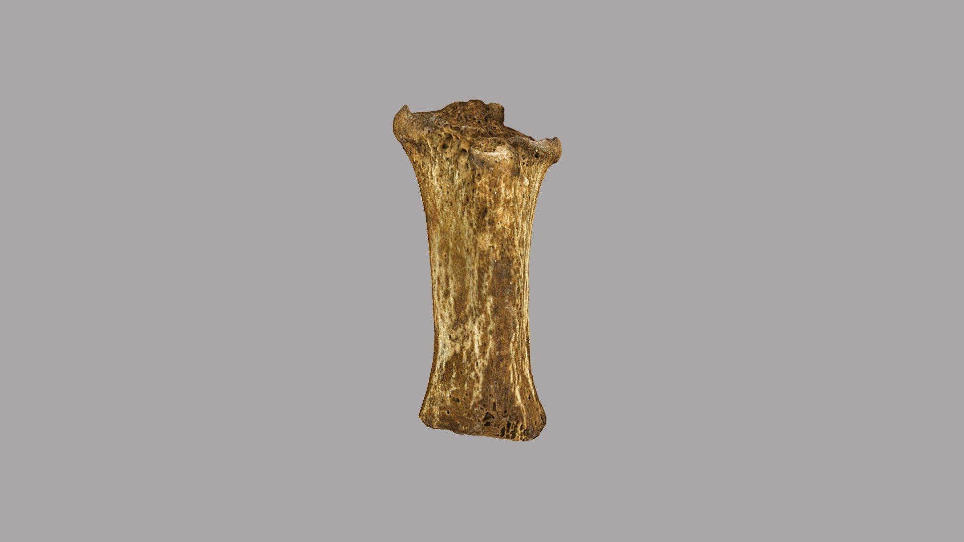 Walrus first sternebra - 3D model by 4-OCEANS Virtual Reference ...