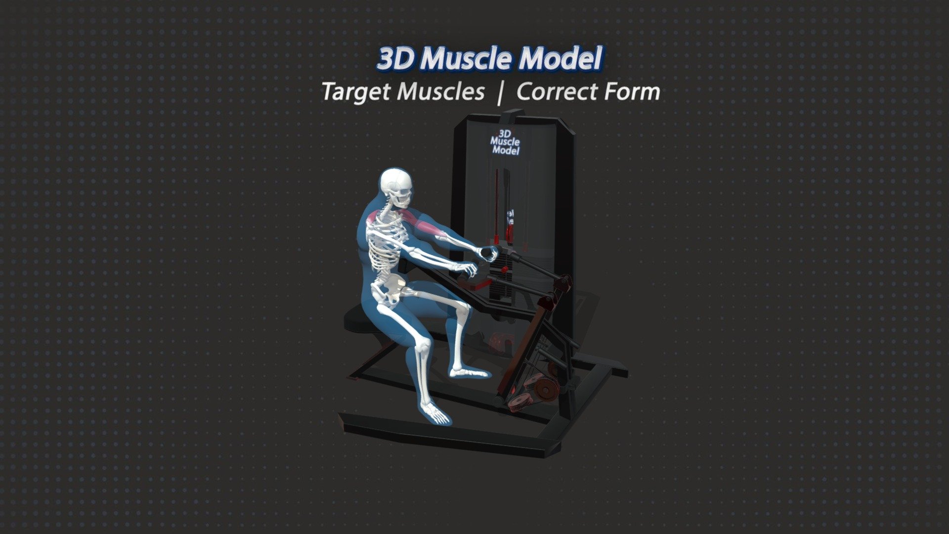 90. Rear Delt Row Variation - 3D model by Mike - 3D Muscle Model ...