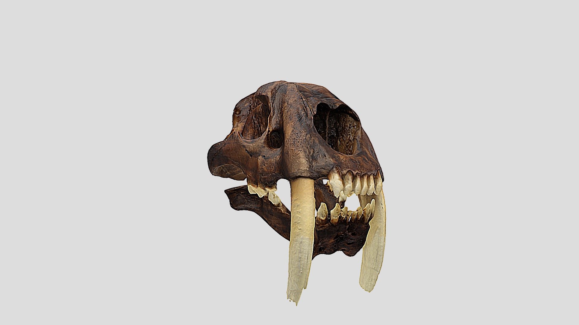 Ep. #60 Sabertooth Skull - Download Free 3D model by mnaglak [6bd5320 ...